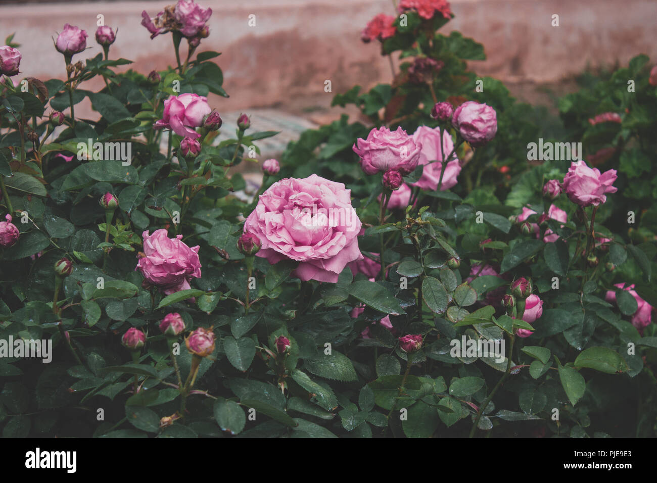Spike roses hi-res stock photography and images - Alamy