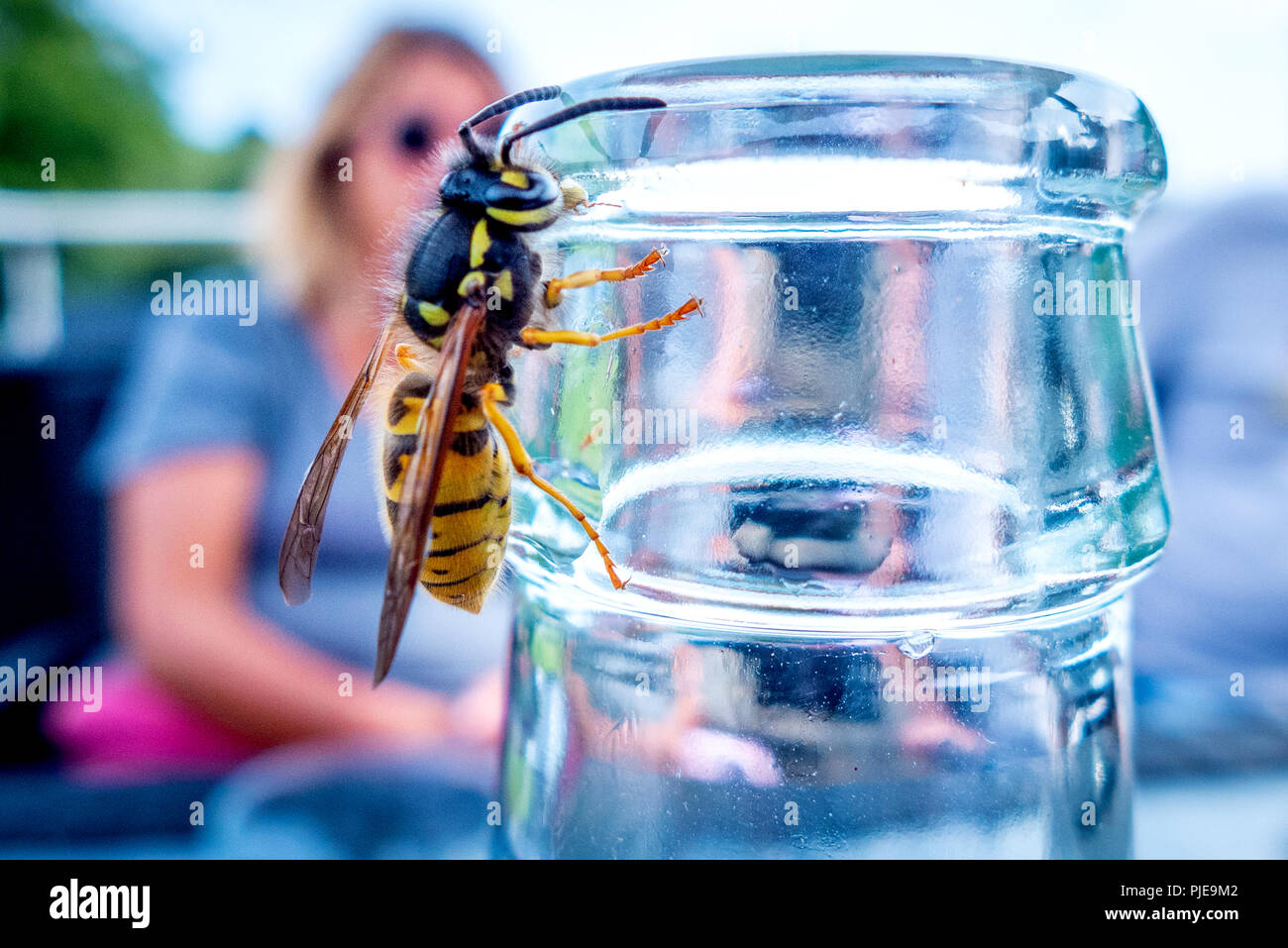 A wasp drinking at Bolney Vineyard Stock Photo - Alamy