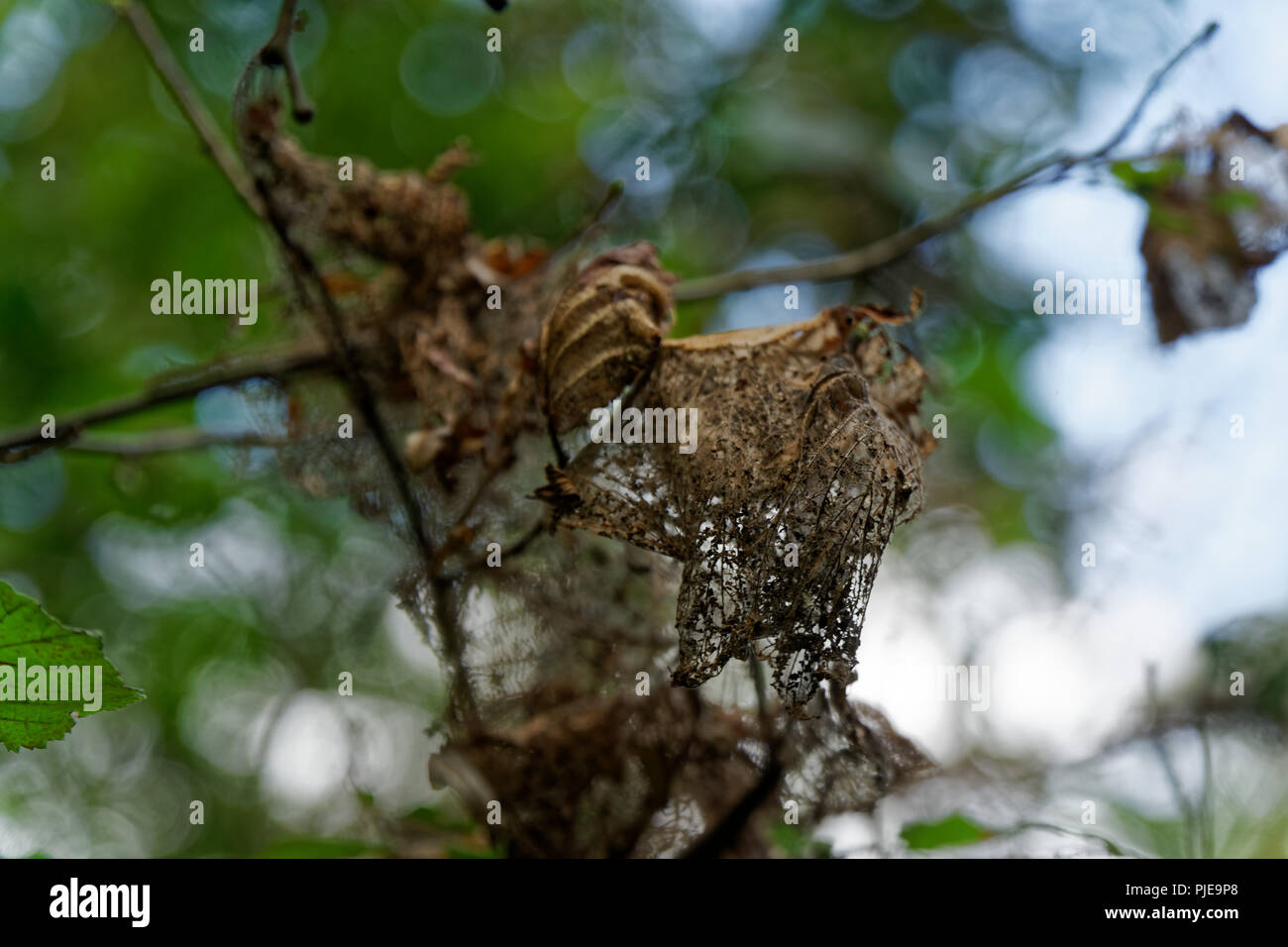 Damage of tree leaf with by pest caterpillar Stock Photo - Alamy