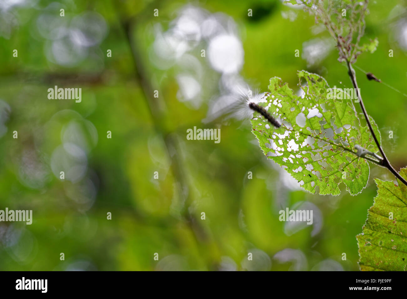 Crawling on leaf hi-res stock photography and images - Alamy
