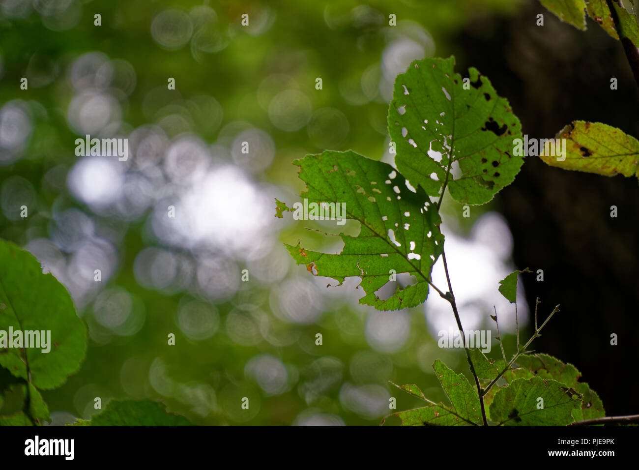 Caterpillar is hiding and eating leaves, crawling on leaf Stock Photo ...