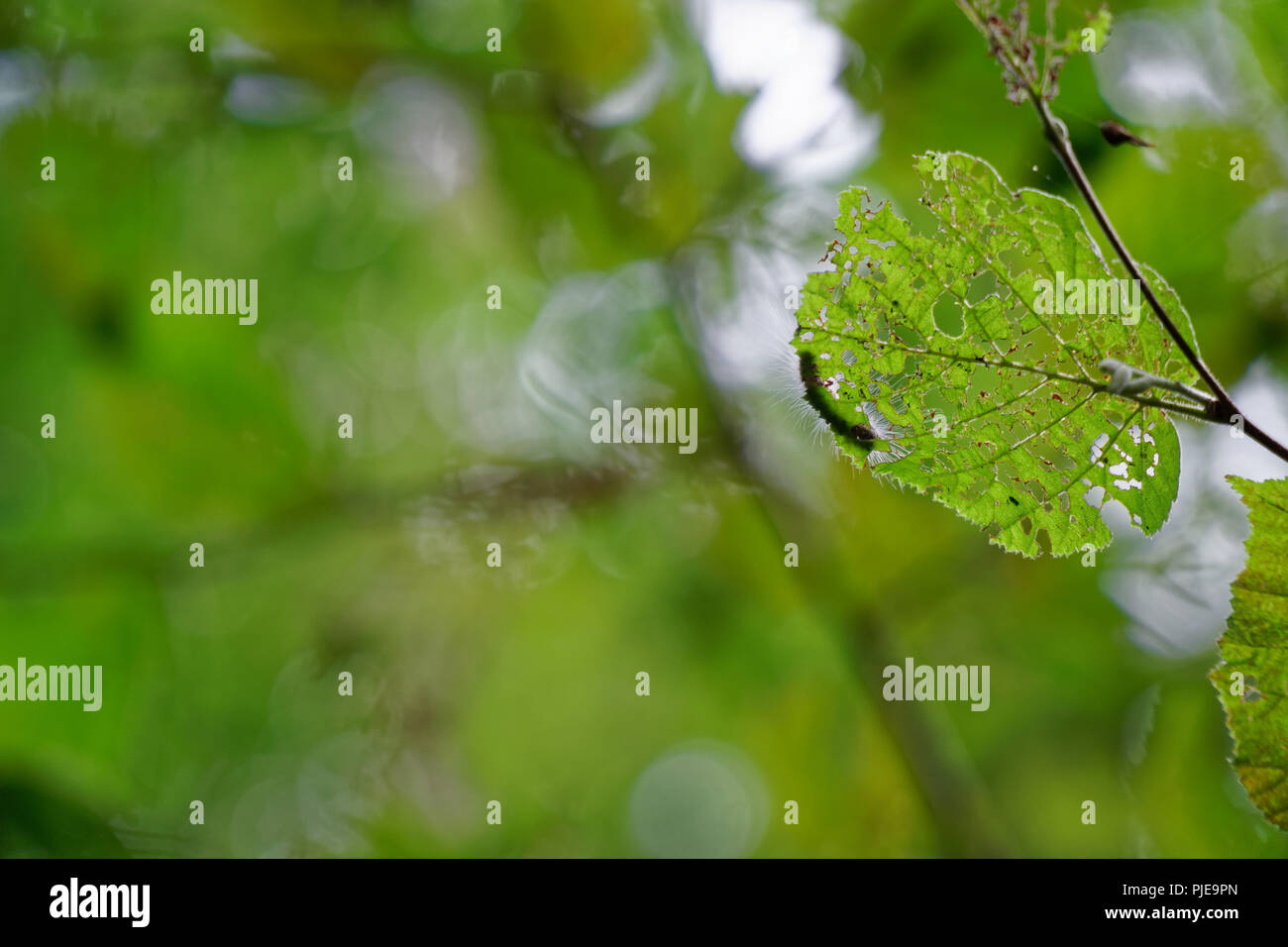 Caterpillar is hiding and eating leaves, crawling on leaf Stock Photo ...