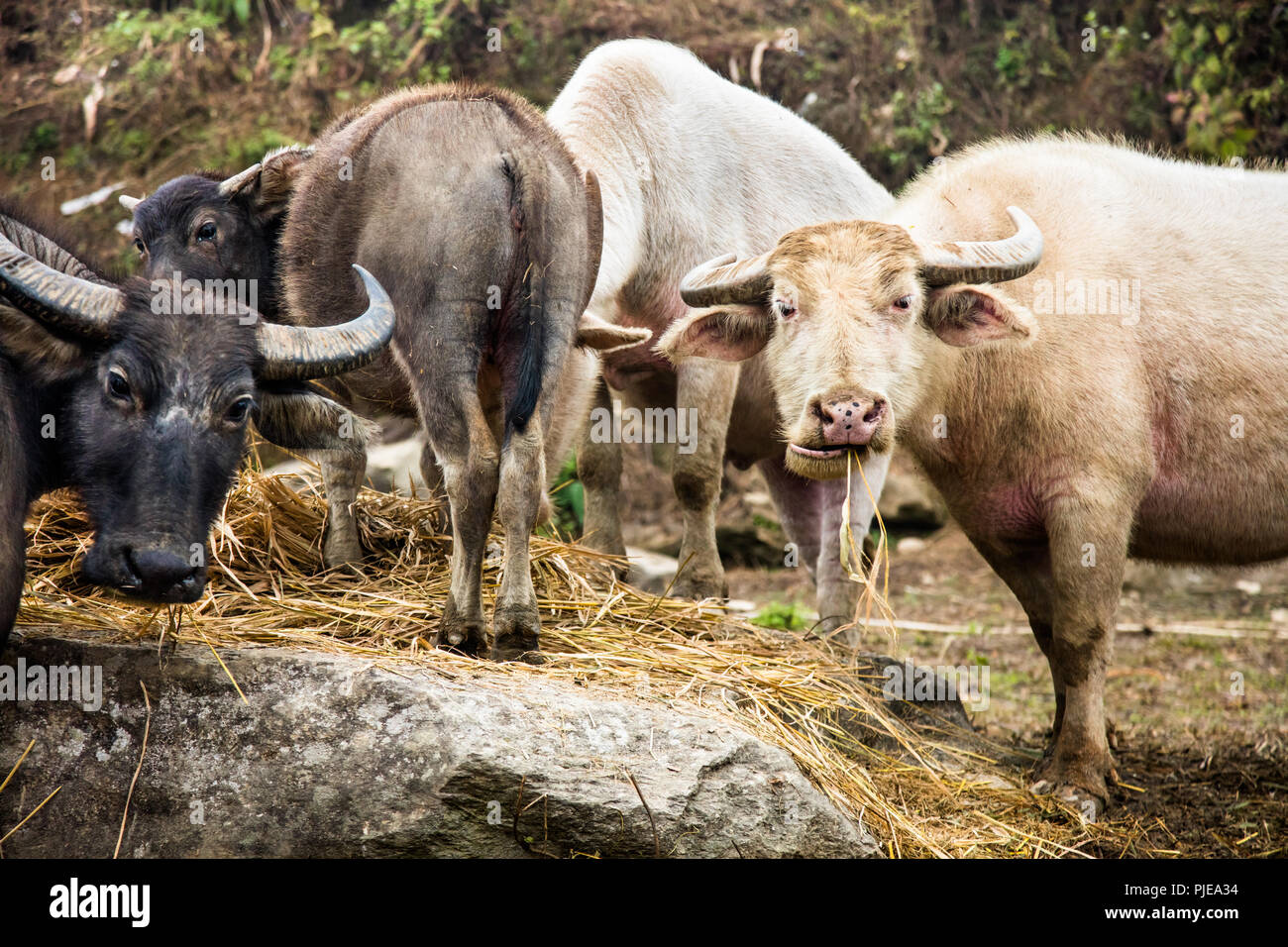 Domesticated water buffalos hi-res stock photography and images - Alamy