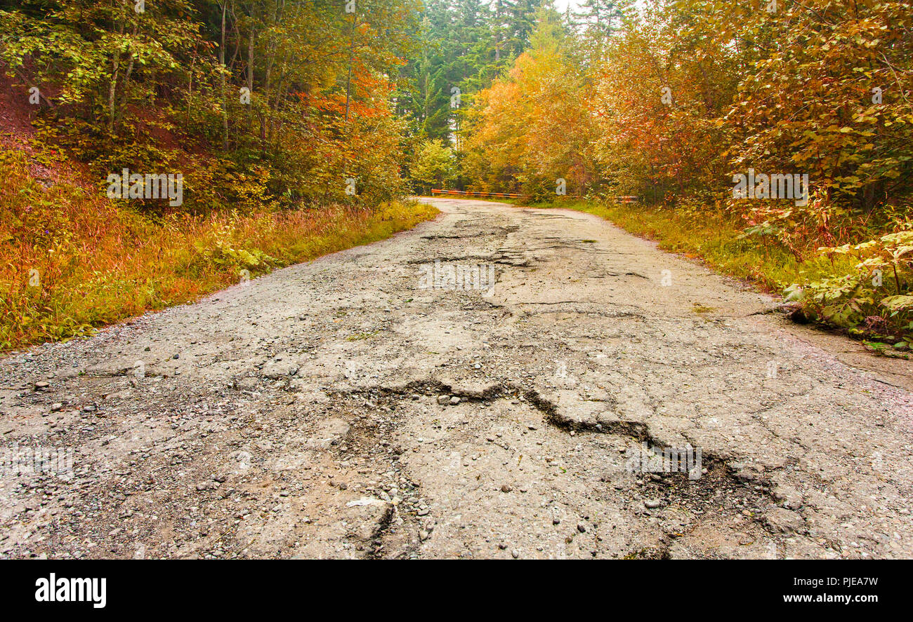 cracked damaged road in the autumn forest Stock Photo - Alamy