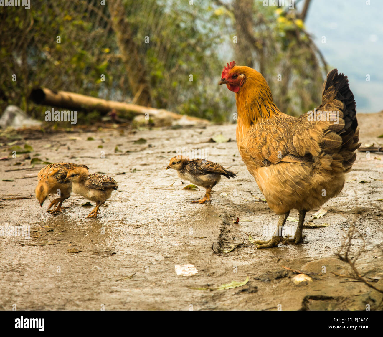 Mother hen and chicks hi-res stock photography and images - Alamy