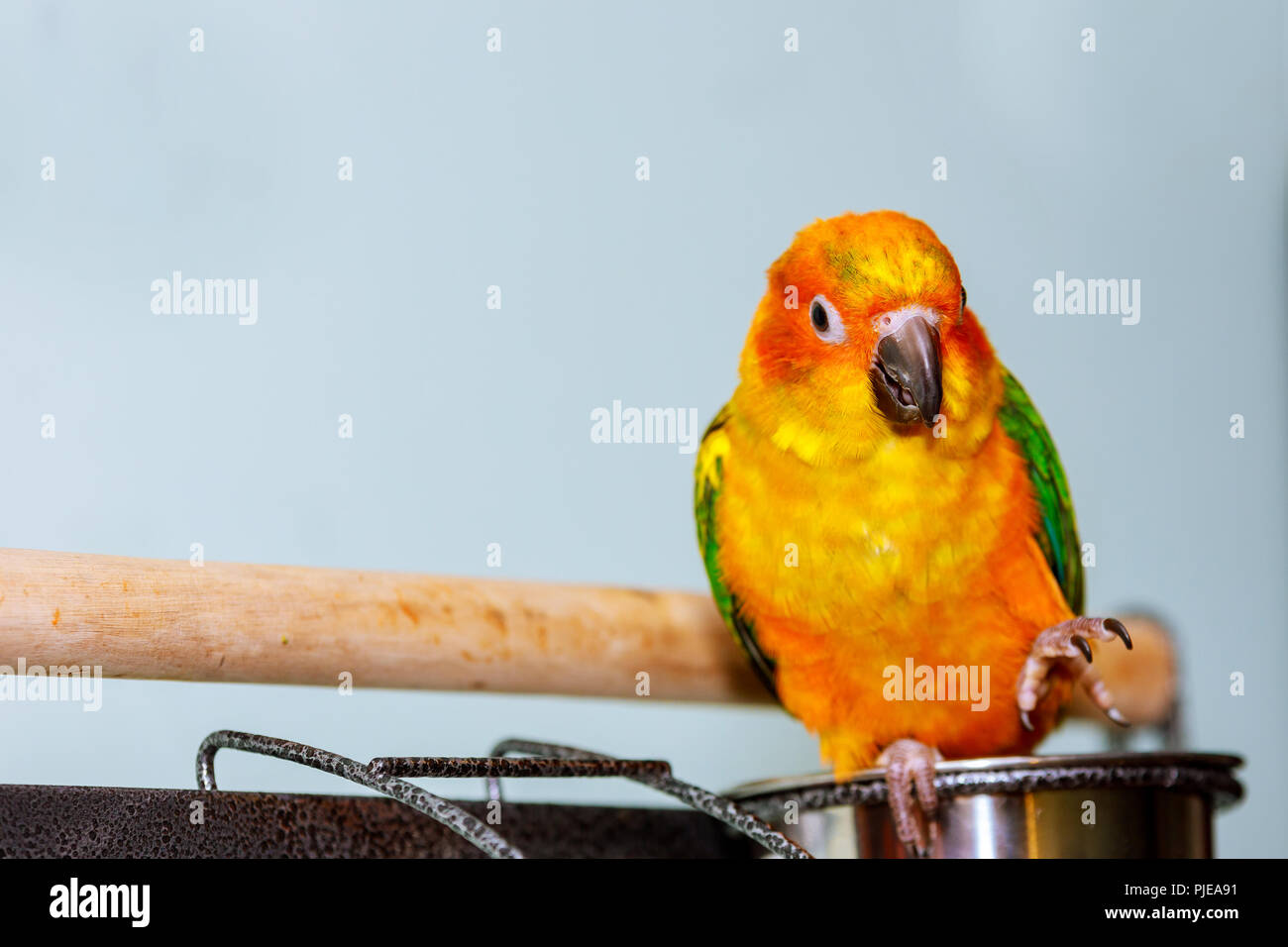 Sun parakeet parrot with nature background Sun conure bird Stock Photo ...