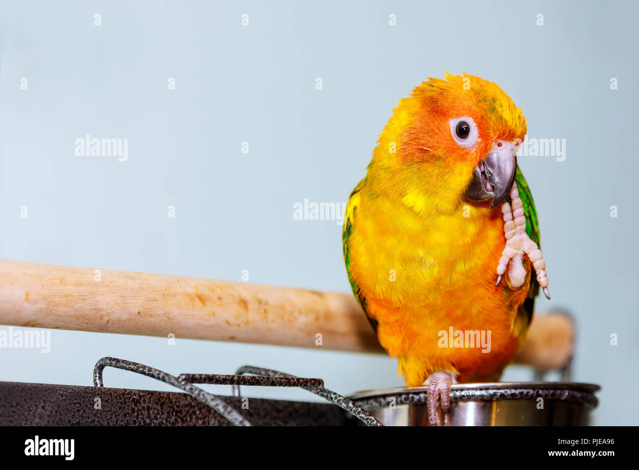 A little colorful parrot looking at while eating seed Funny sun conure ...