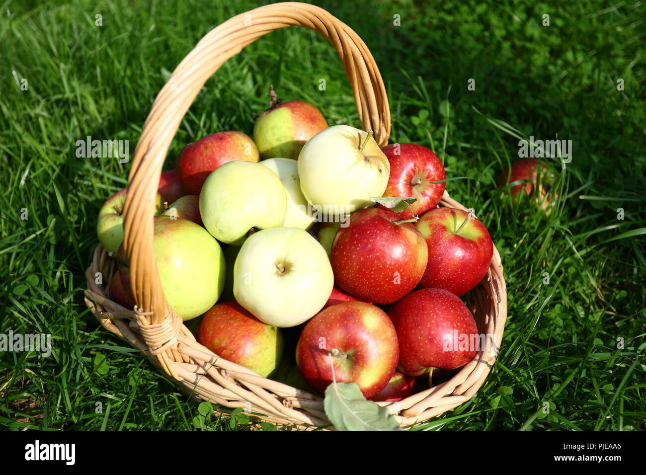Food: Apple harevst Stock Photo - Alamy