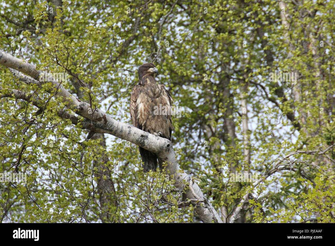 Adolescent bald eagle hi-res stock photography and images - Alamy