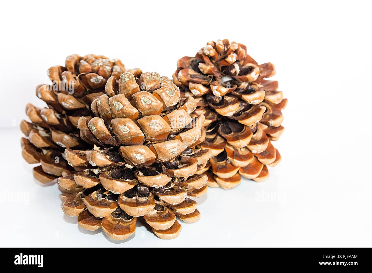Big pine cone Stock Photo - Alamy