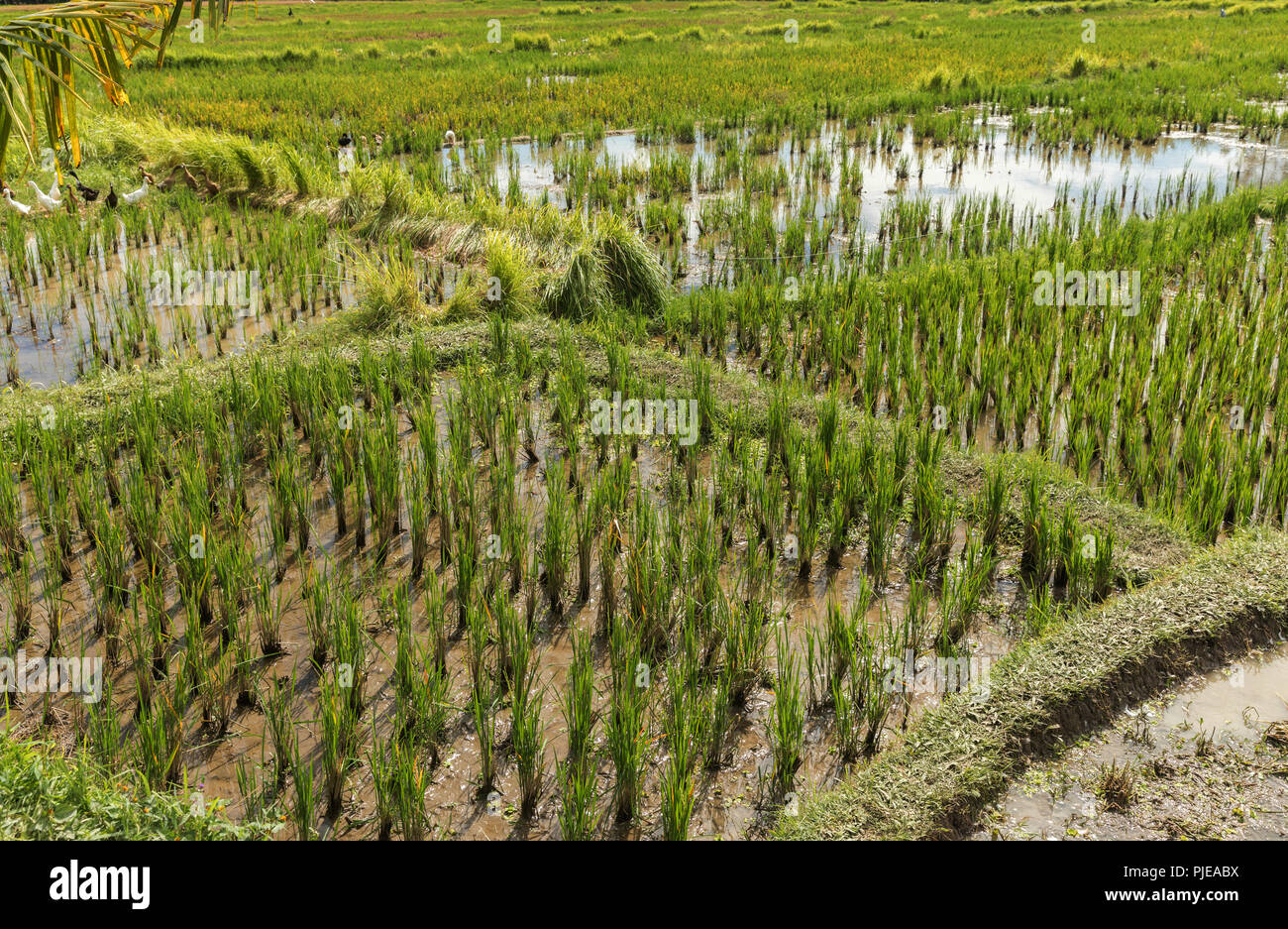 Bali island growing rice field with ducks - organic agriculture Stock ...
