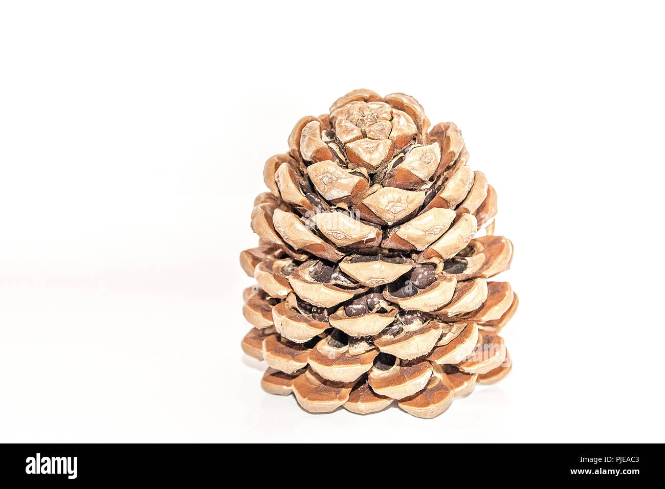Big pine cone Stock Photo - Alamy