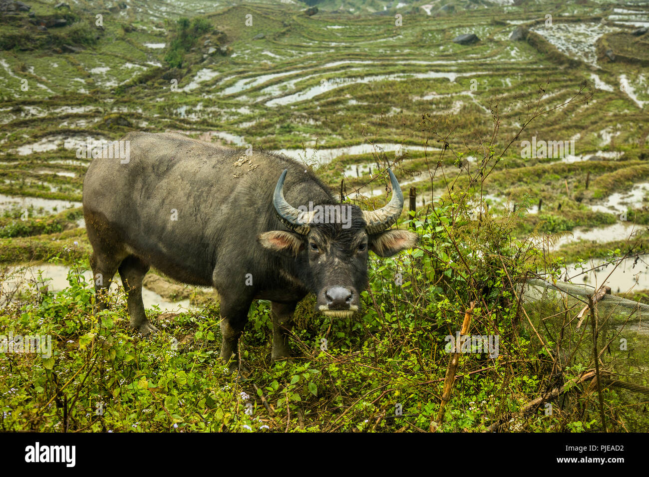 Water buffalo in rice paddy hi-res stock photography and images - Alamy