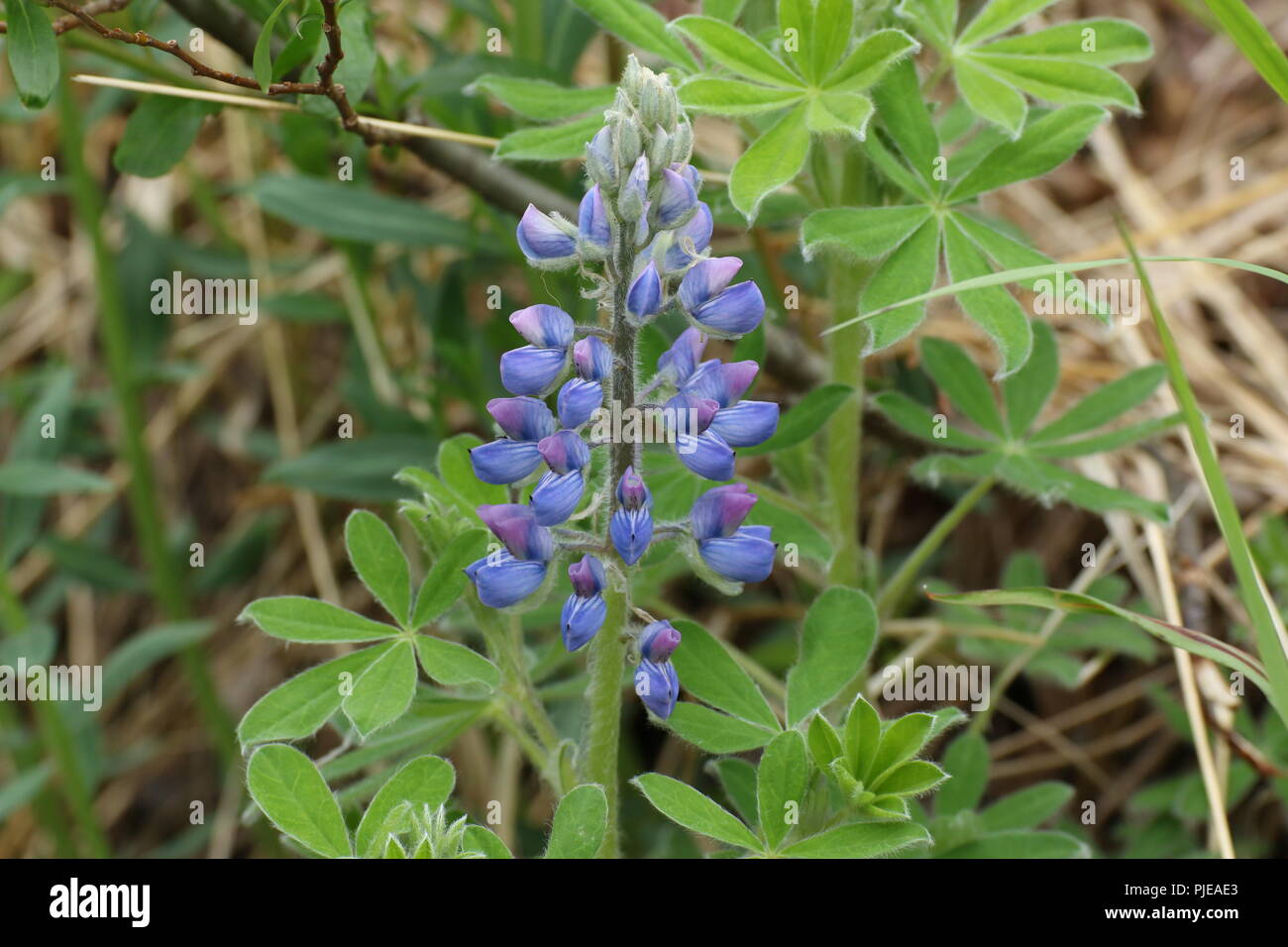 Lupin lupinus nootkatensis hi-res stock photography and images - Alamy