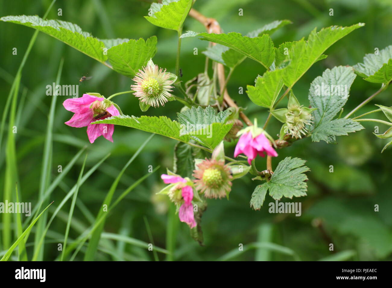 Salmonberry, R. spectabilis is a common fruiting shrub Stock Photo - Alamy