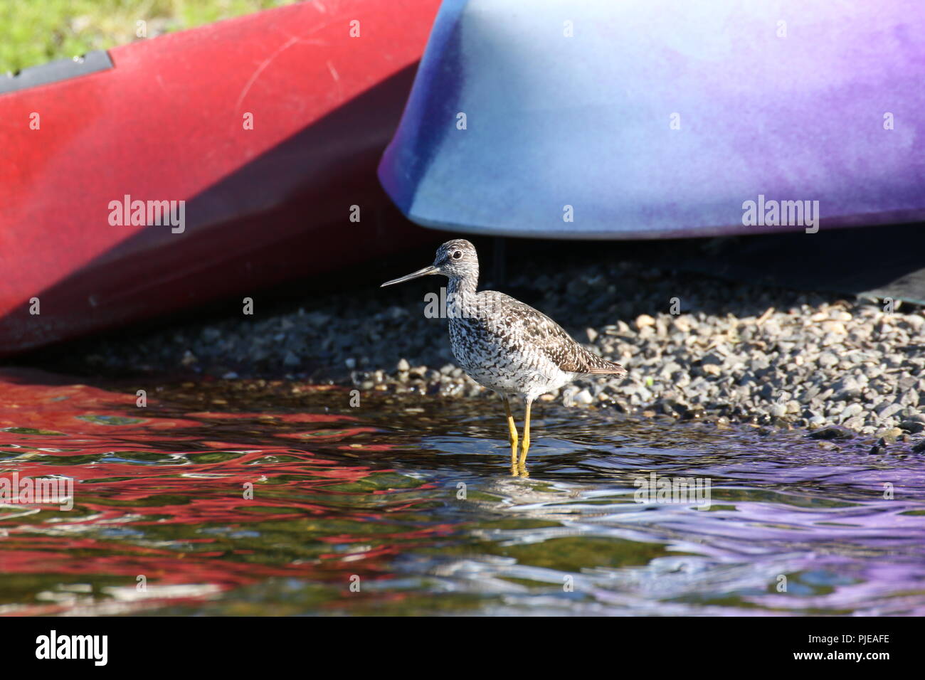 Many species of peeps and sandpipers migrate to and from Alaska and ...