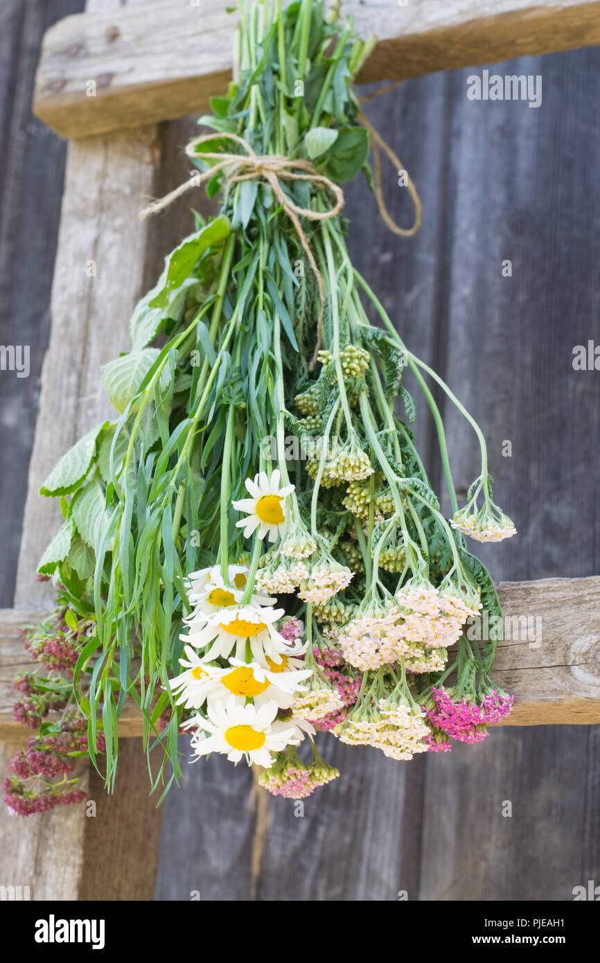 Hang dry herbs hi-res stock photography and images - Alamy
