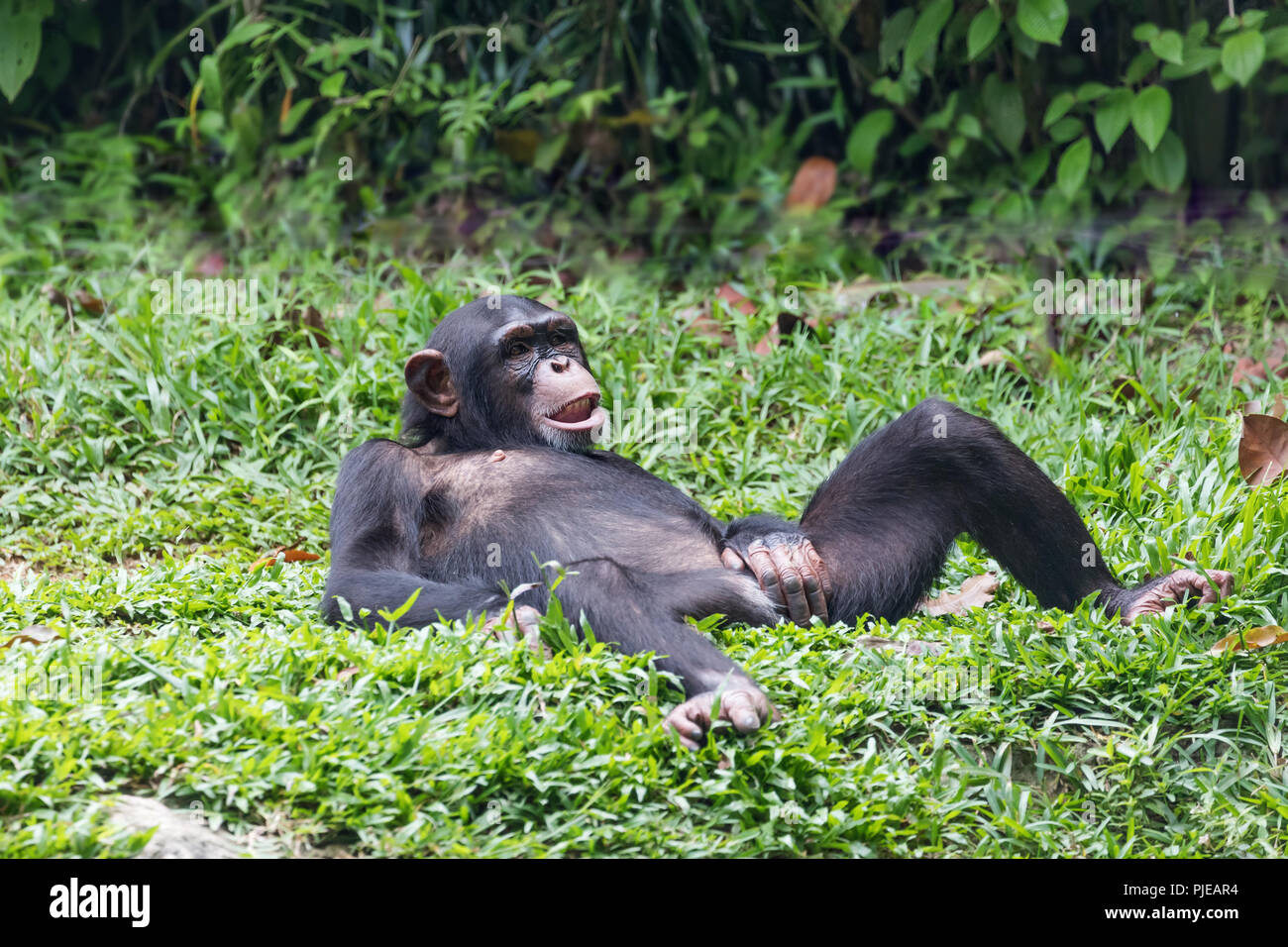 chimpanzee lying and relax on a green grass Stock Photo - Alamy
