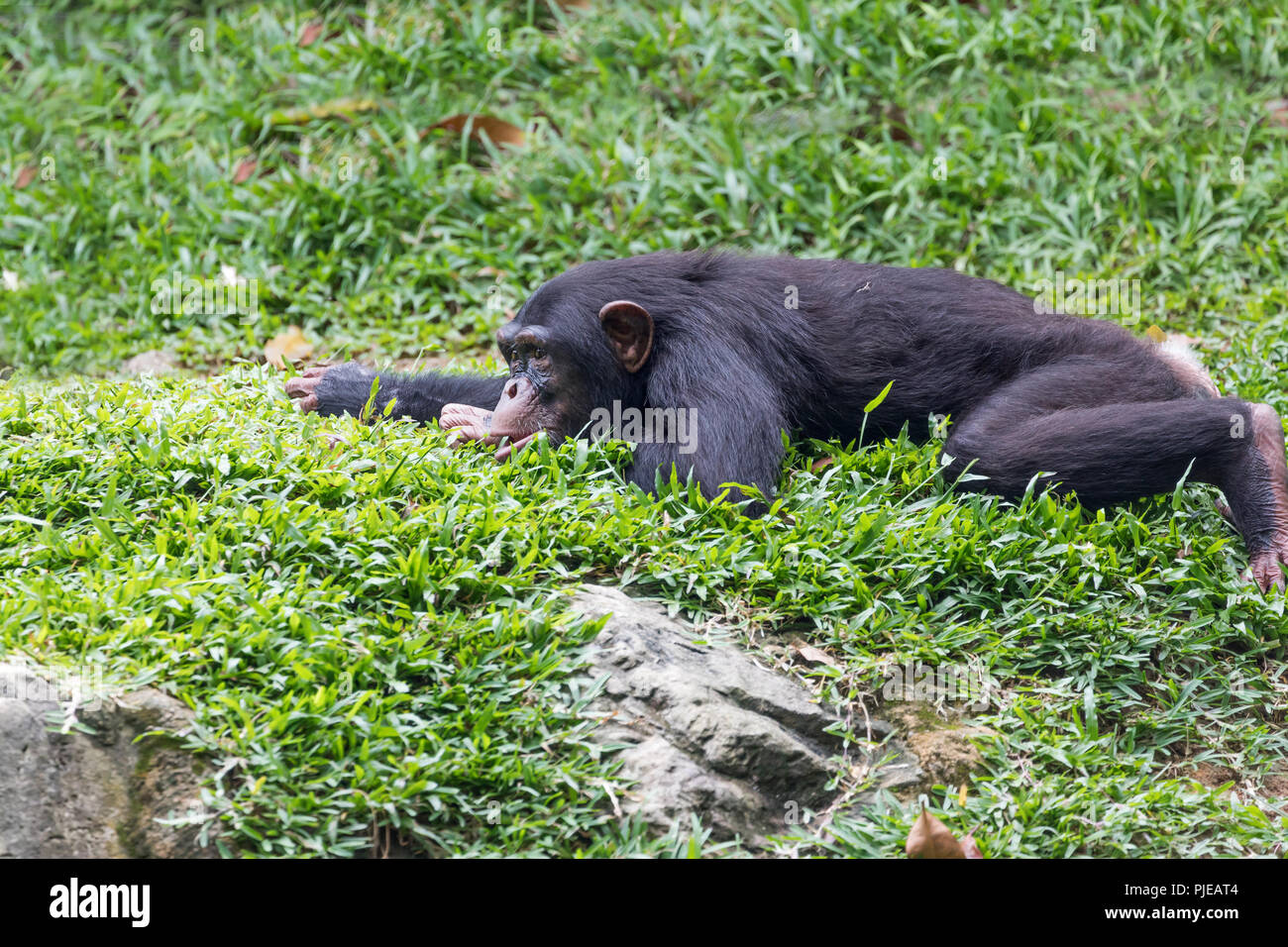 chimpanzee lying and relax on a green grass Stock Photo - Alamy
