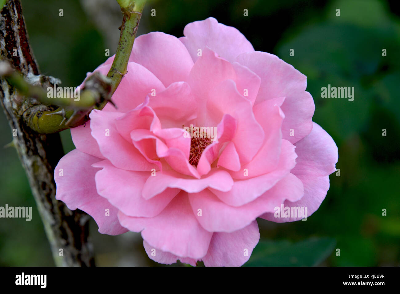 Resources for rose beauty hi-res stock photography and images - Alamy