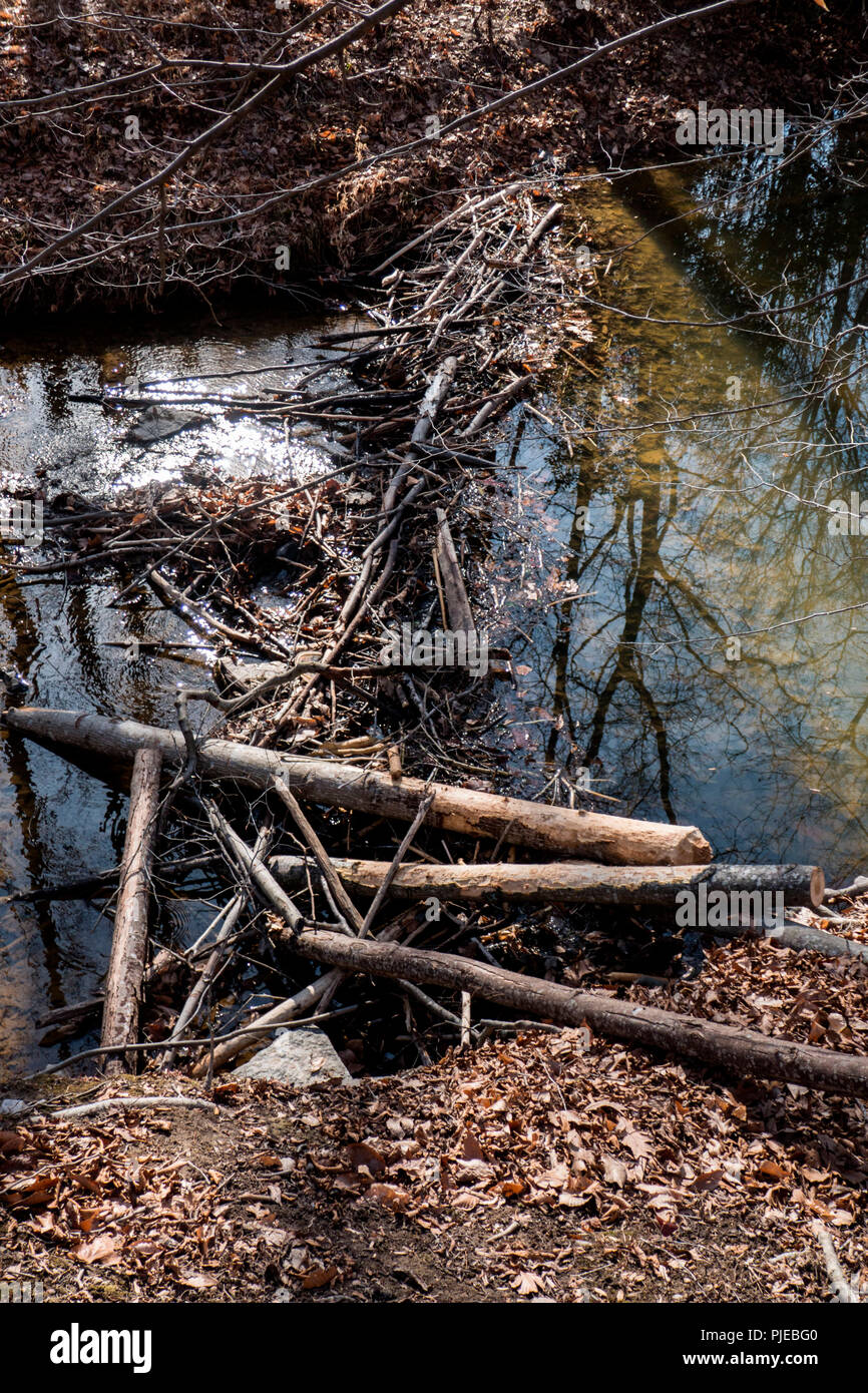 Beaver dam on stream in Fairfax, Virginia Stock Photo - Alamy