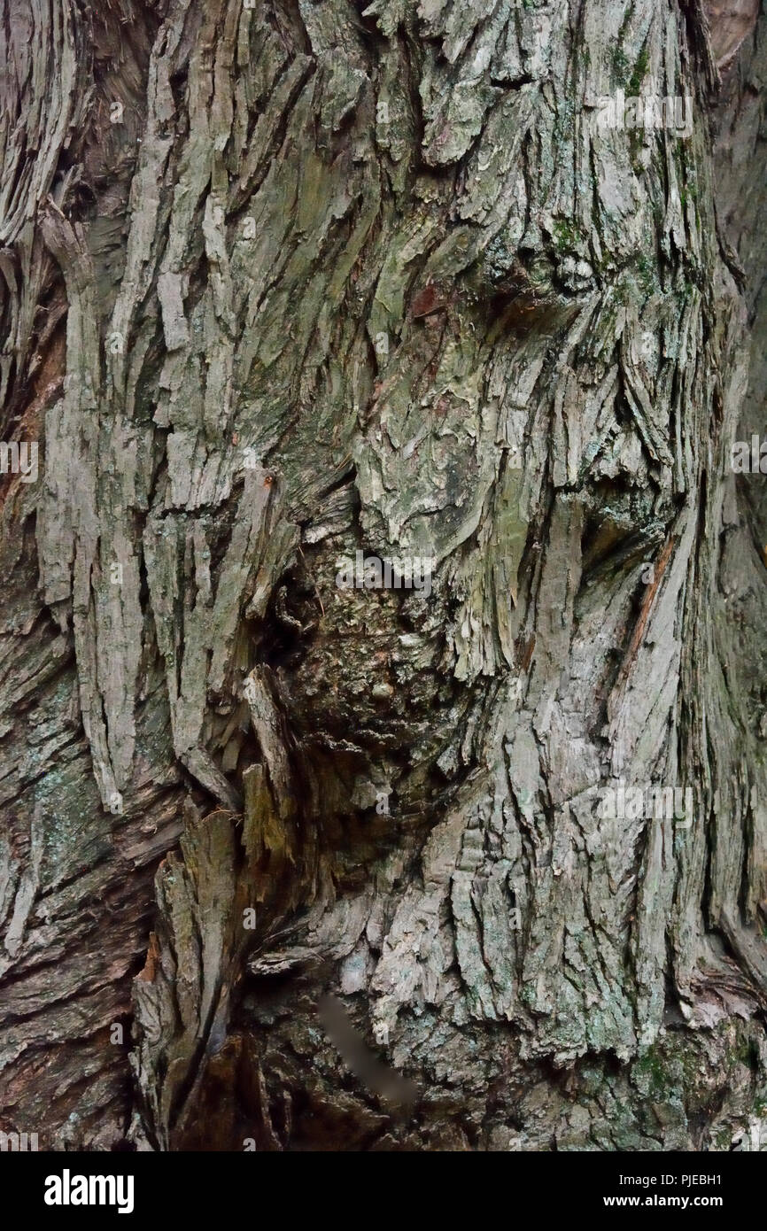 Native tree to japan hi-res stock photography and images - Alamy