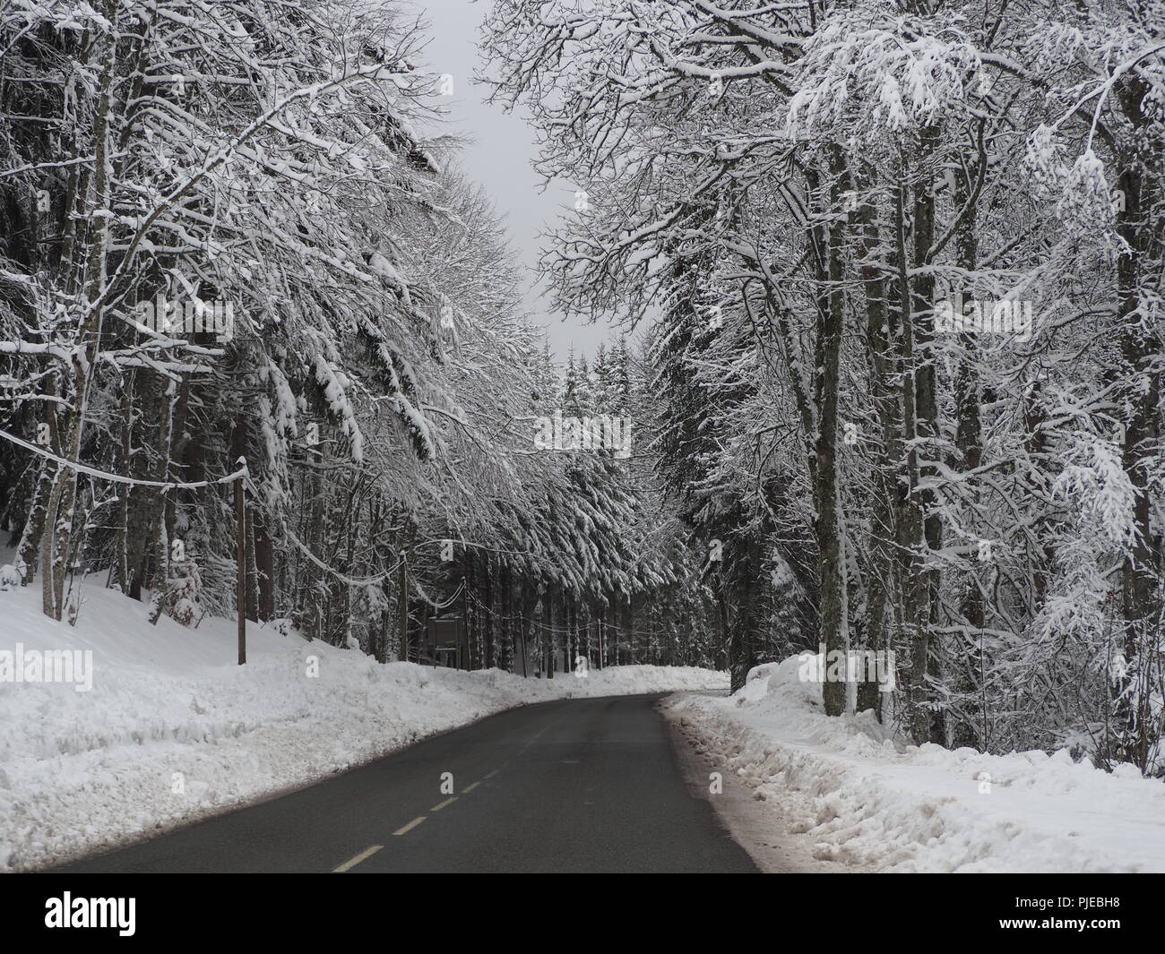 Trees mountain in french alps hi-res stock photography and images - Alamy