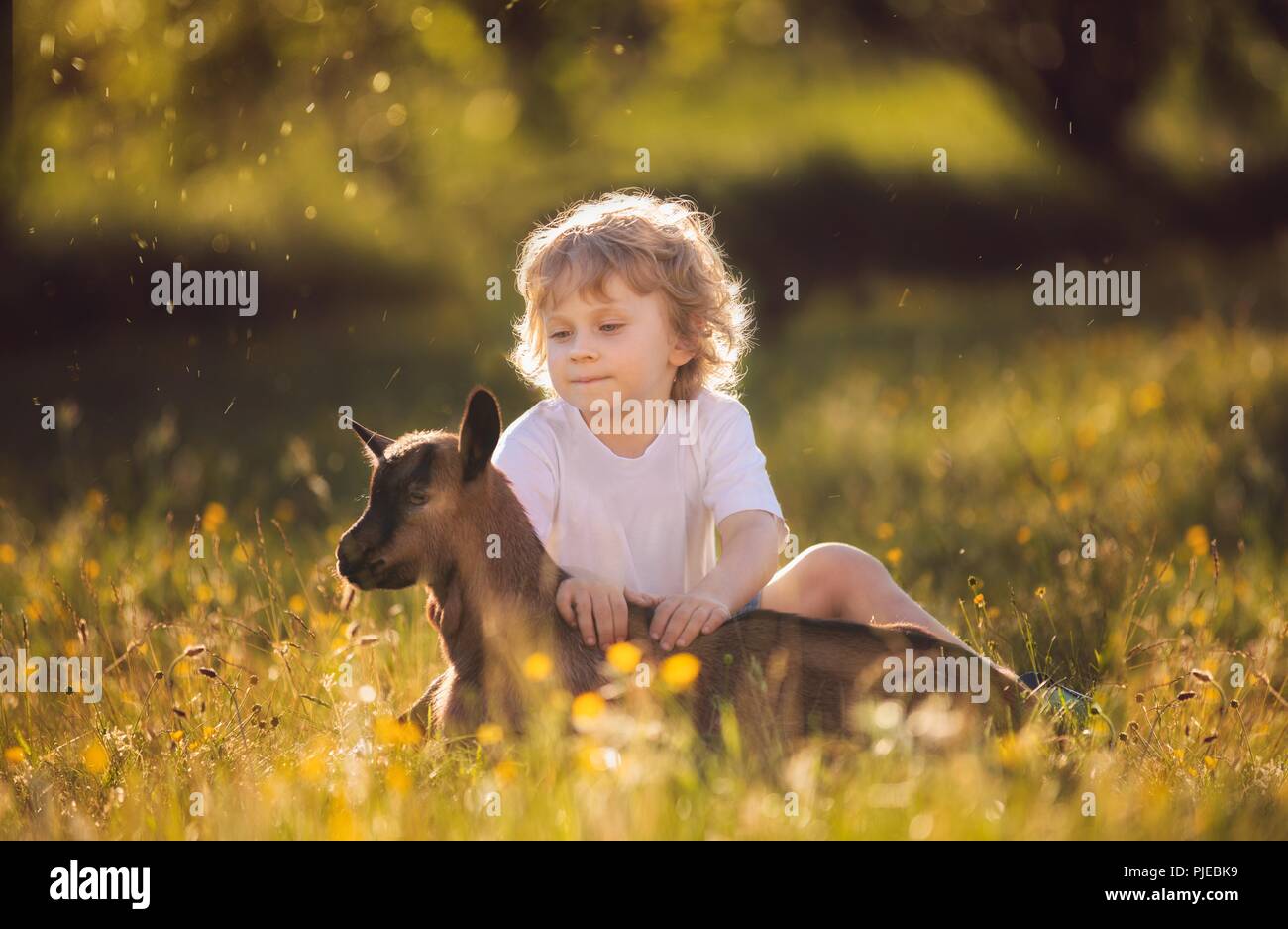 Boy hugging small baby goat. Happy childhood in natural farm. Caucasian ...