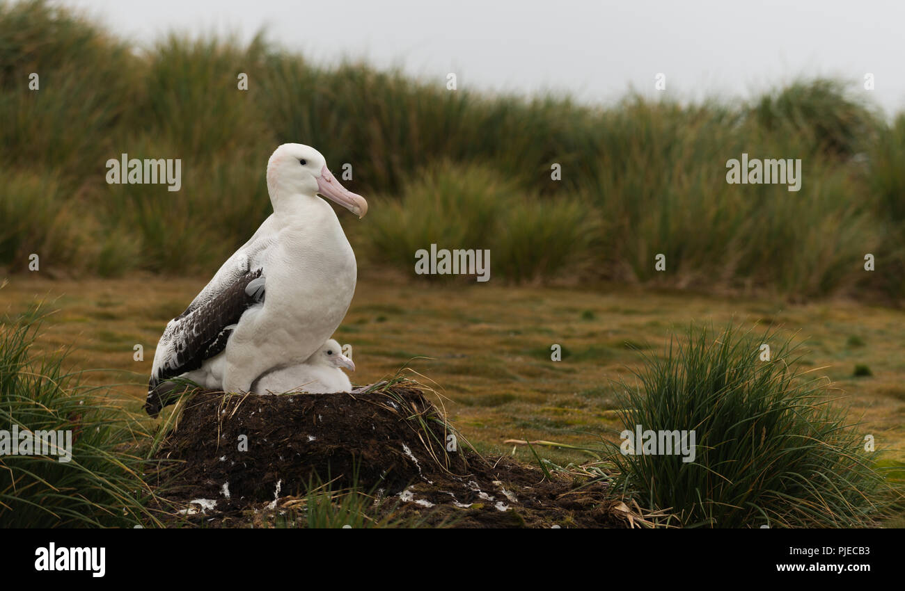 Wandering albatross chick on nest hi-res stock photography and images ...