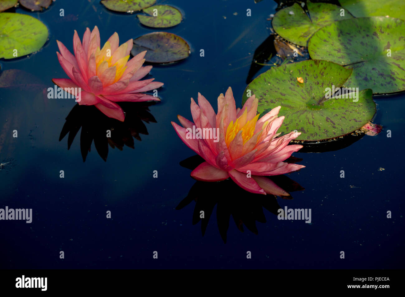 Two yellow lilies hi-res stock photography and images - Alamy