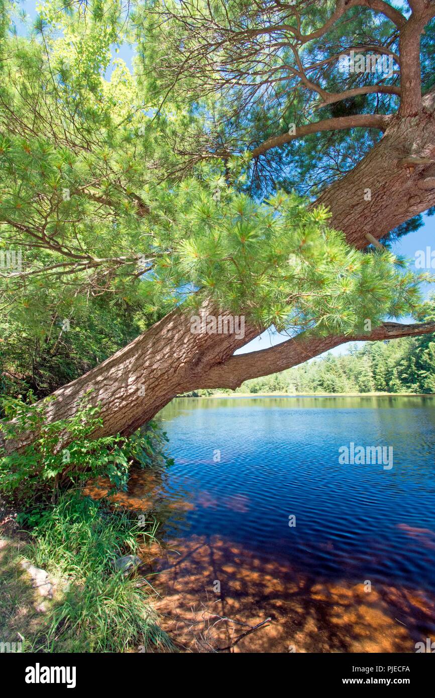 Lentic Ecosystem, Still Water Environment Stock Photo - Alamy