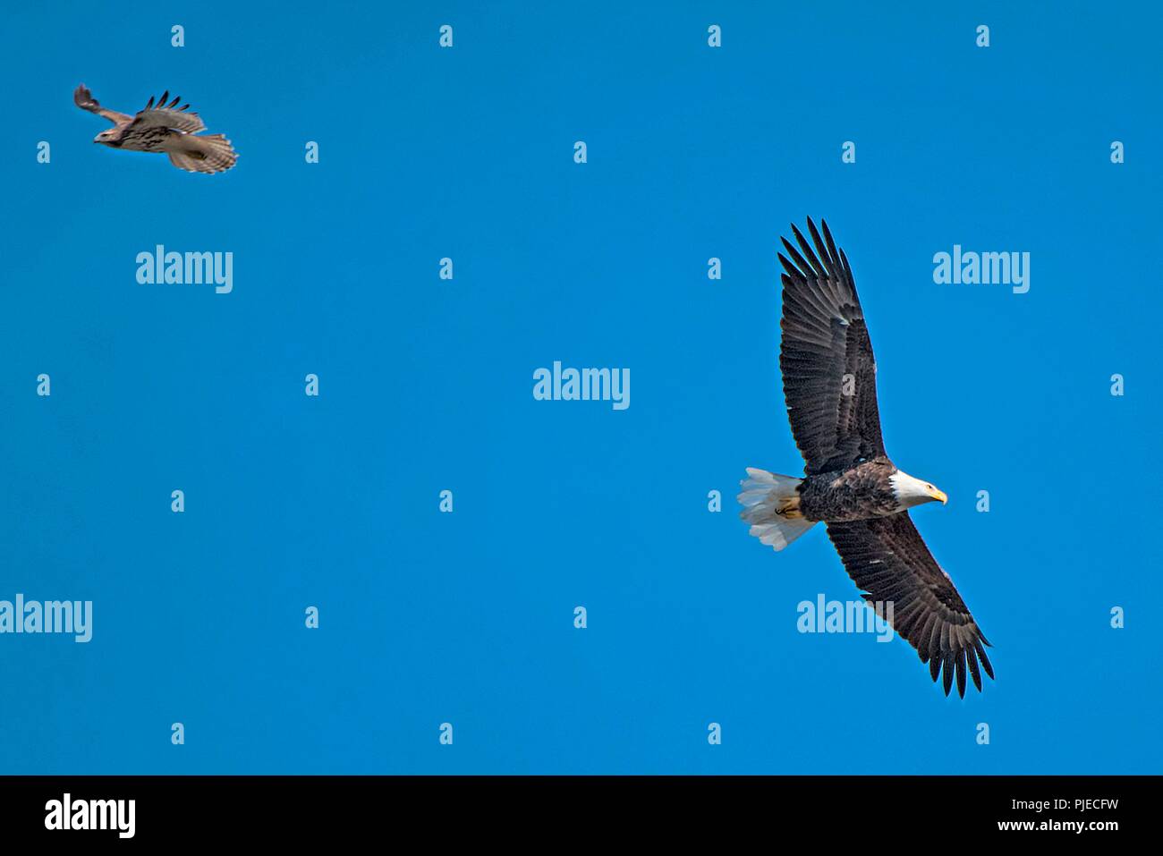 Red-tailed Hawk, Bald Eagle in Flight Stock Photo - Alamy