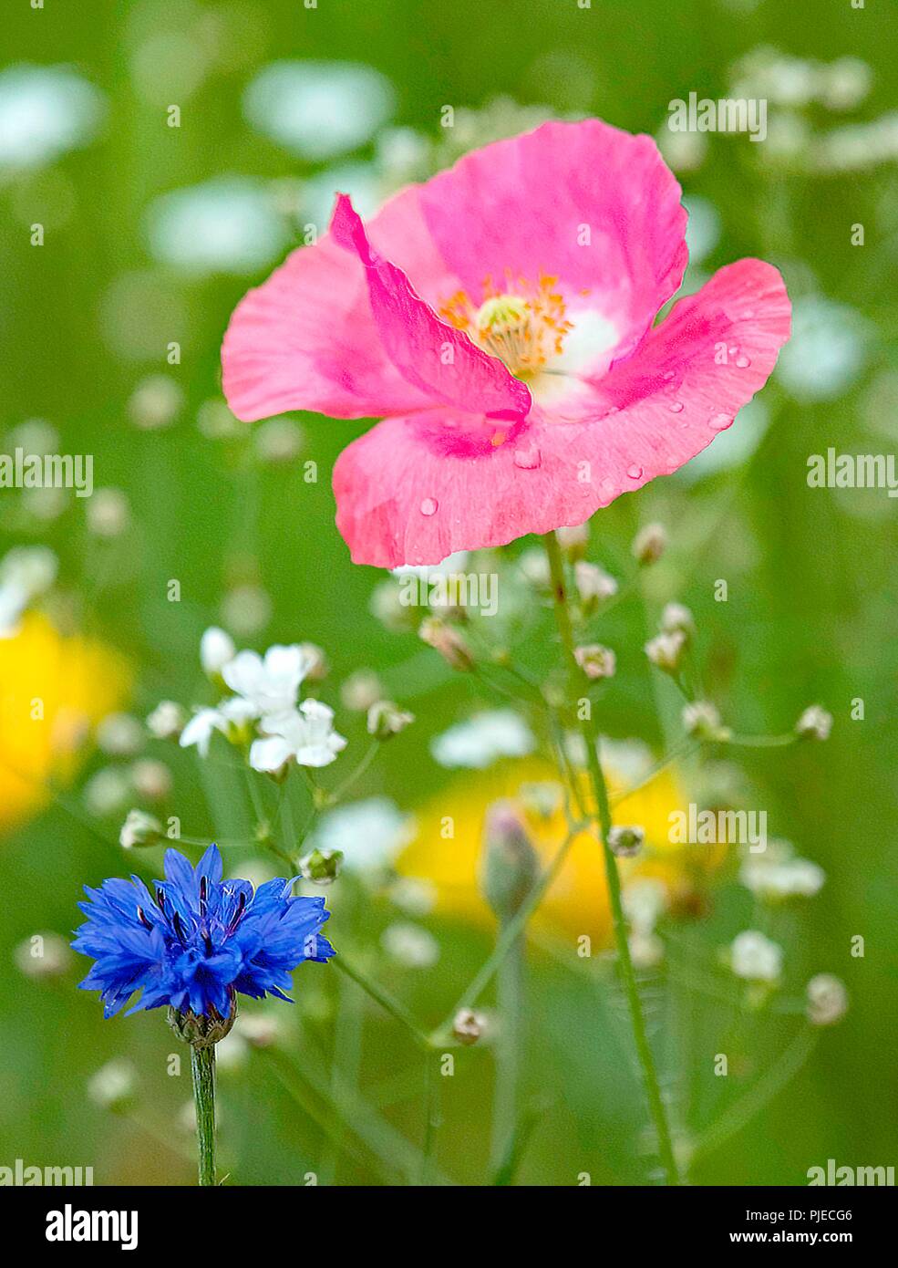 Oriental Poppy and Corn Flower Stock Photo - Alamy