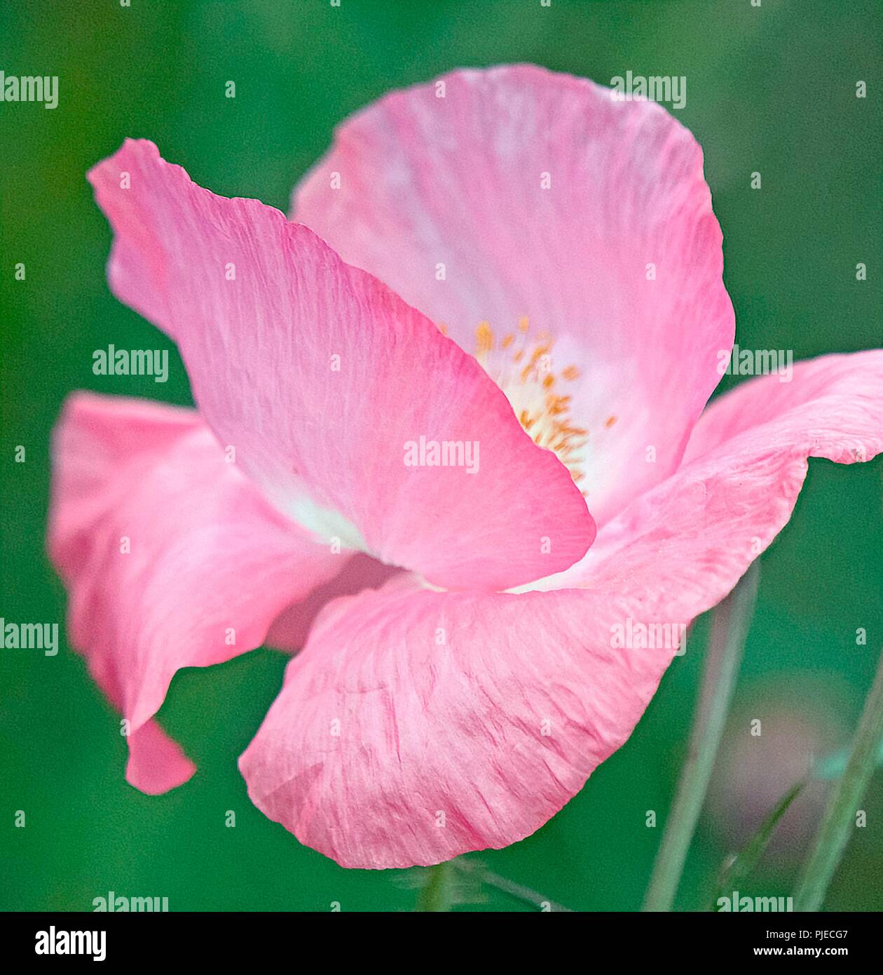 Biology bloom hi-res stock photography and images - Alamy