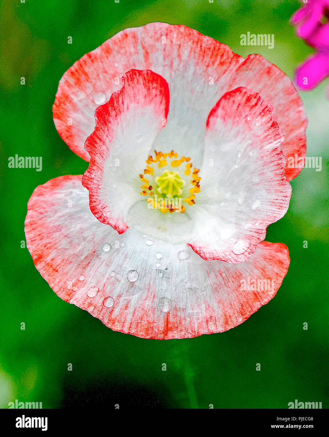 Oriental Poppy in Full Bloom Stock Photo - Alamy