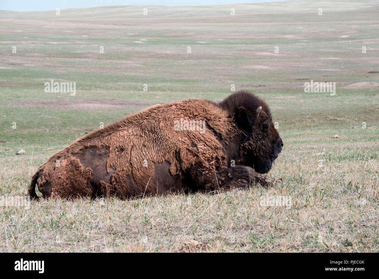 American Bison, Bison . Bison napping on the prairie Stock Photo - Alamy