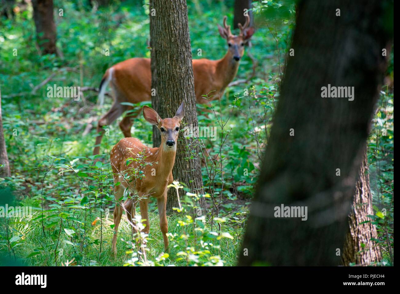 Doe and fawn behavior hi-res stock photography and images - Alamy
