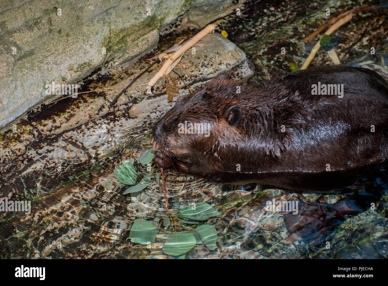 American Beaver, Castor canadensis. Beaver feeding on an aquatic plant ...