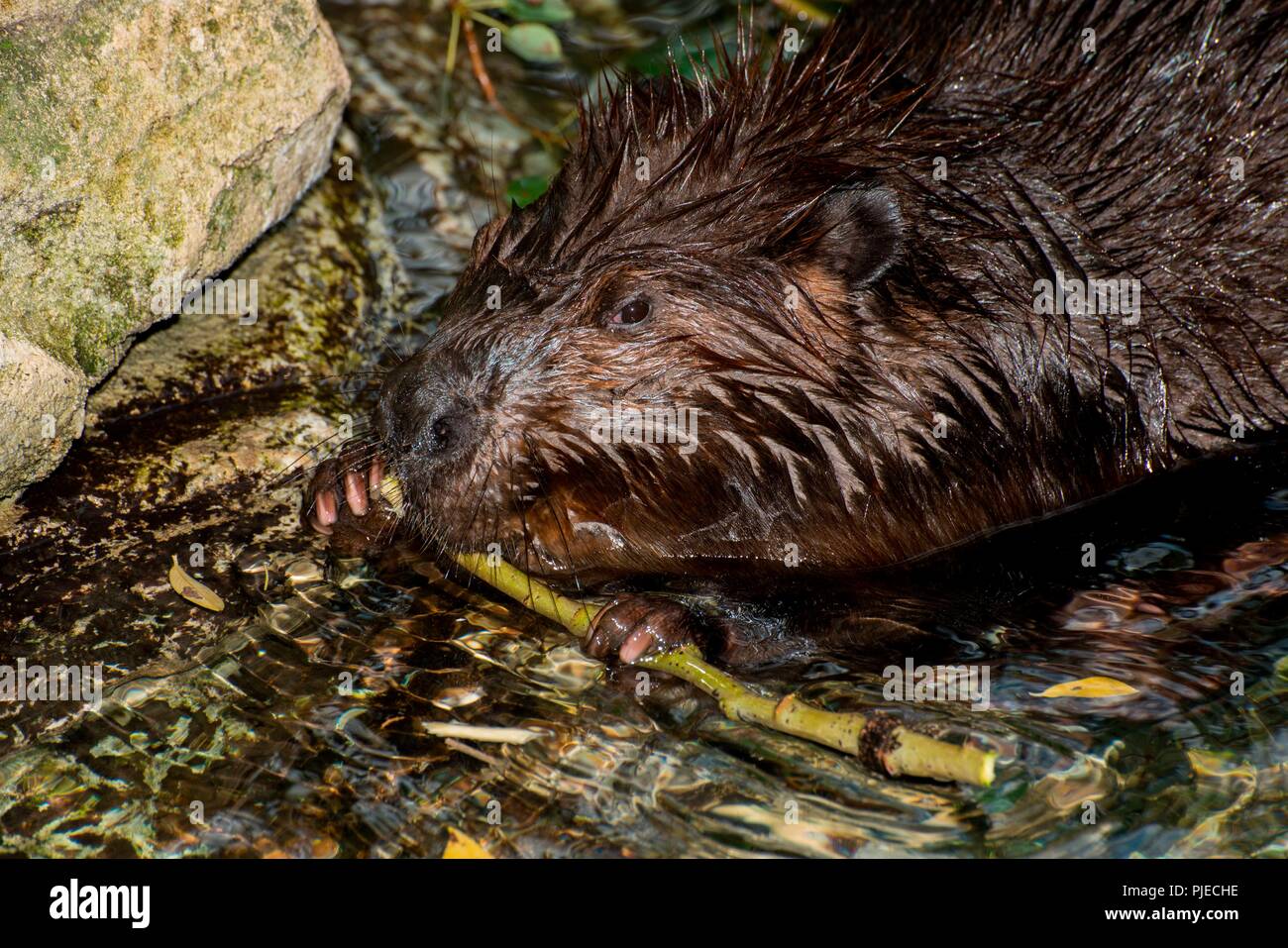 American Beaver, Castor canadensis. Beaver chewing the bark off a ...