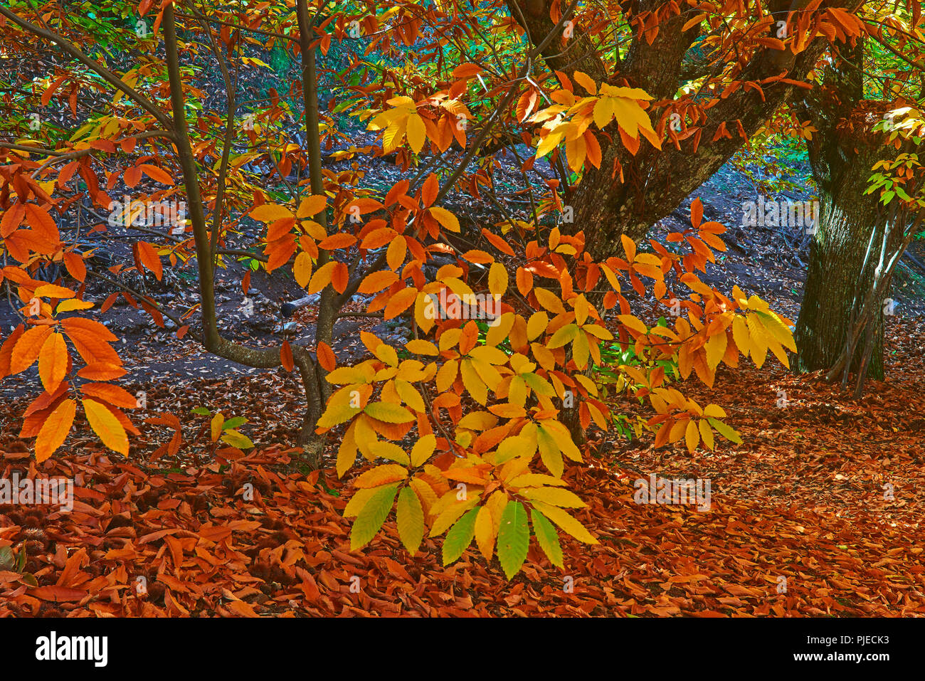 Genal river valley hi-res stock photography and images - Alamy