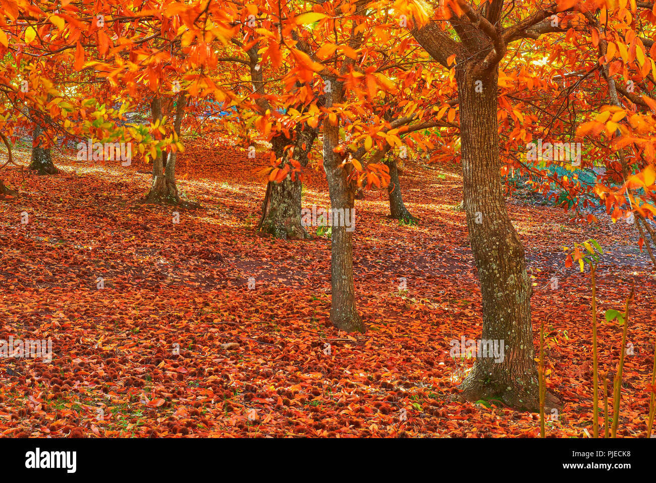 Genal river valley hi-res stock photography and images - Alamy