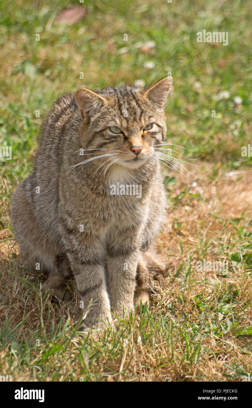 SCOTTISH WILD CAT felis Silvestris Captive Stock Photo - Alamy