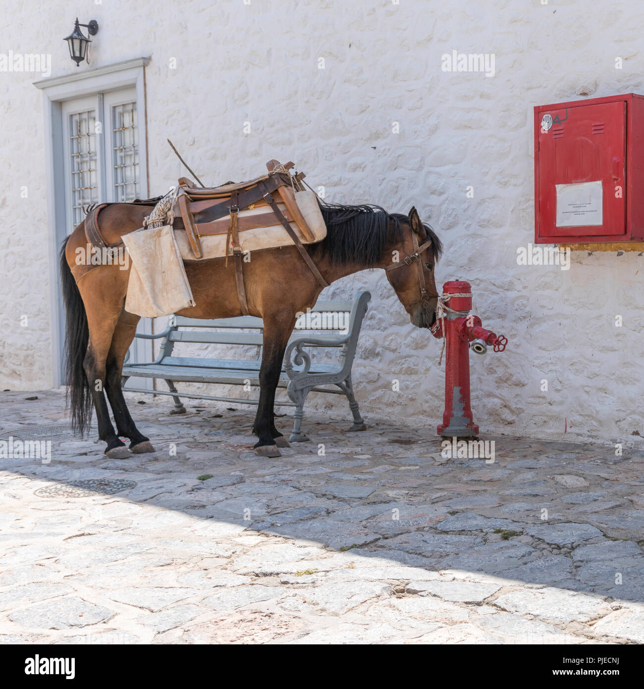 Donkey fire hi-res stock photography and images - Alamy
