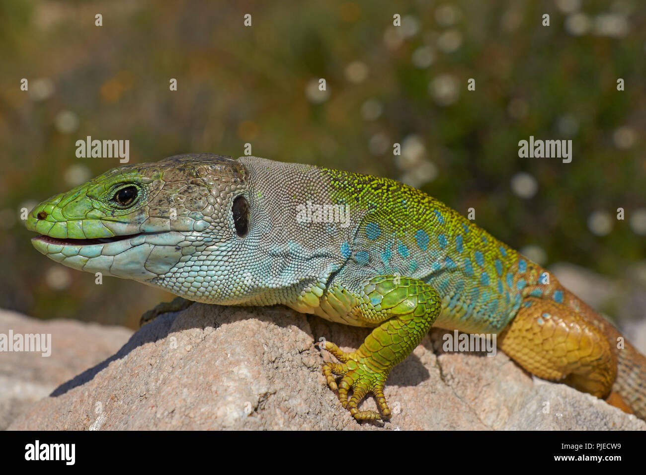 Oscillated lizard, Malaga, Andalusia, Spain Stock Photo - Alamy