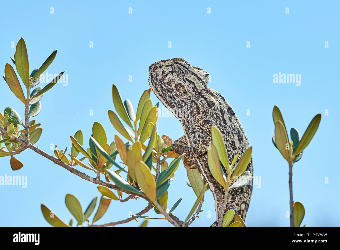 European chameleon hi-res stock photography and images - Alamy