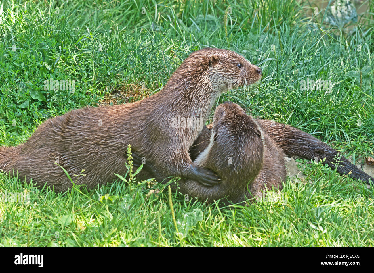 BRITISH OTTER Lutra Lutra Captive Stock Photo - Alamy