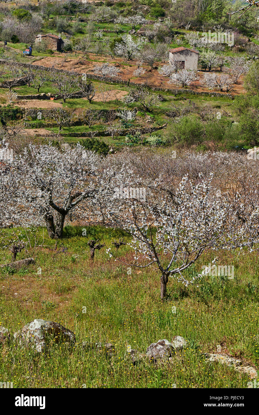 Cherry trees in full blossom, Jerte Valley, Spain Stock Photo - Alamy