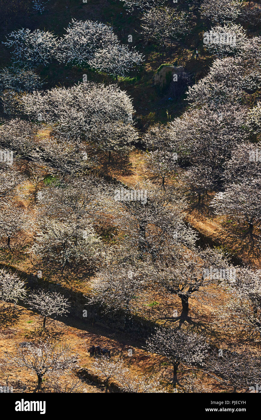 Cherry trees in full blossom, Jerte Valley, Spain Stock Photo - Alamy