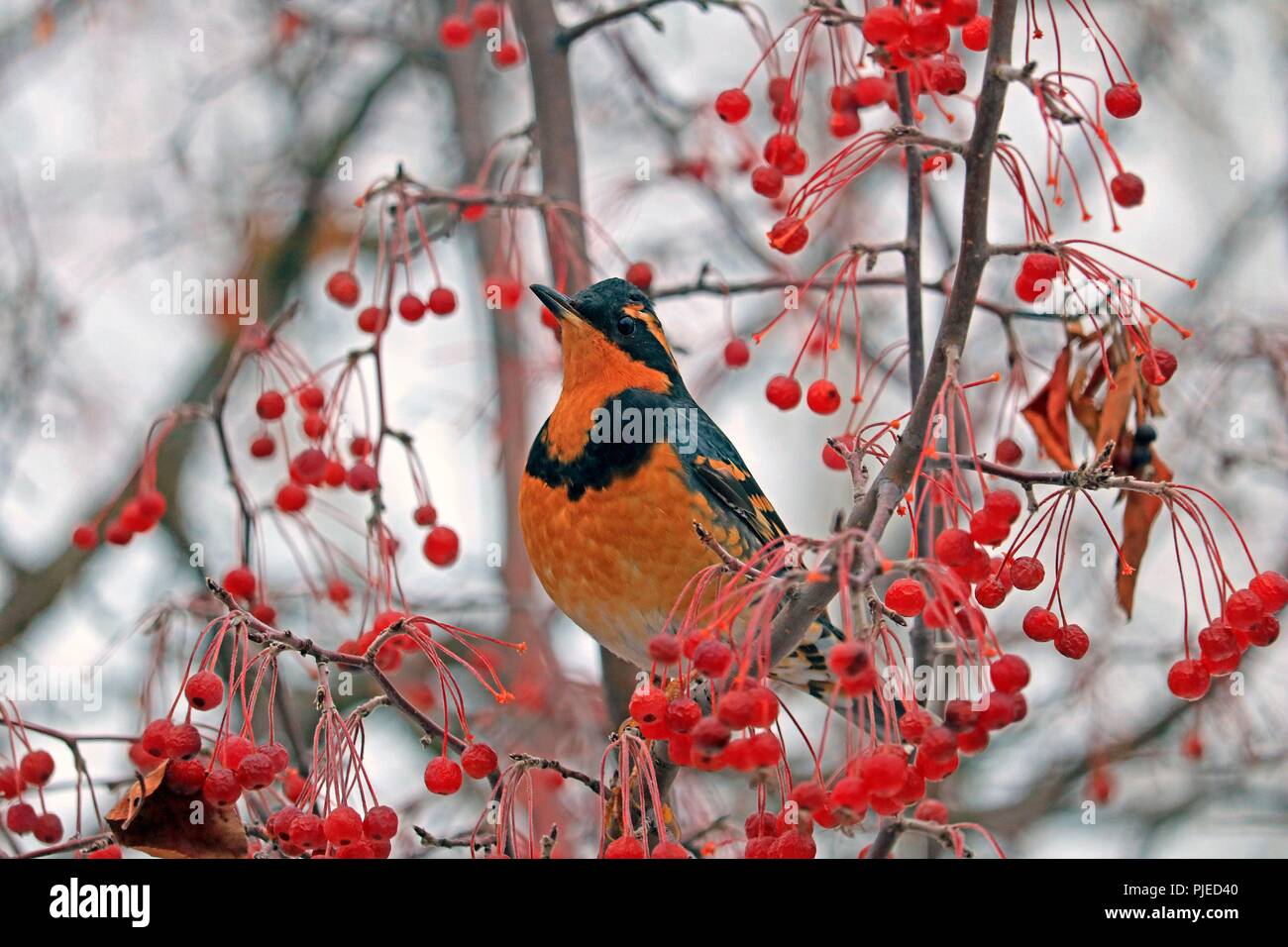 Varied thrush hi-res stock photography and images - Alamy