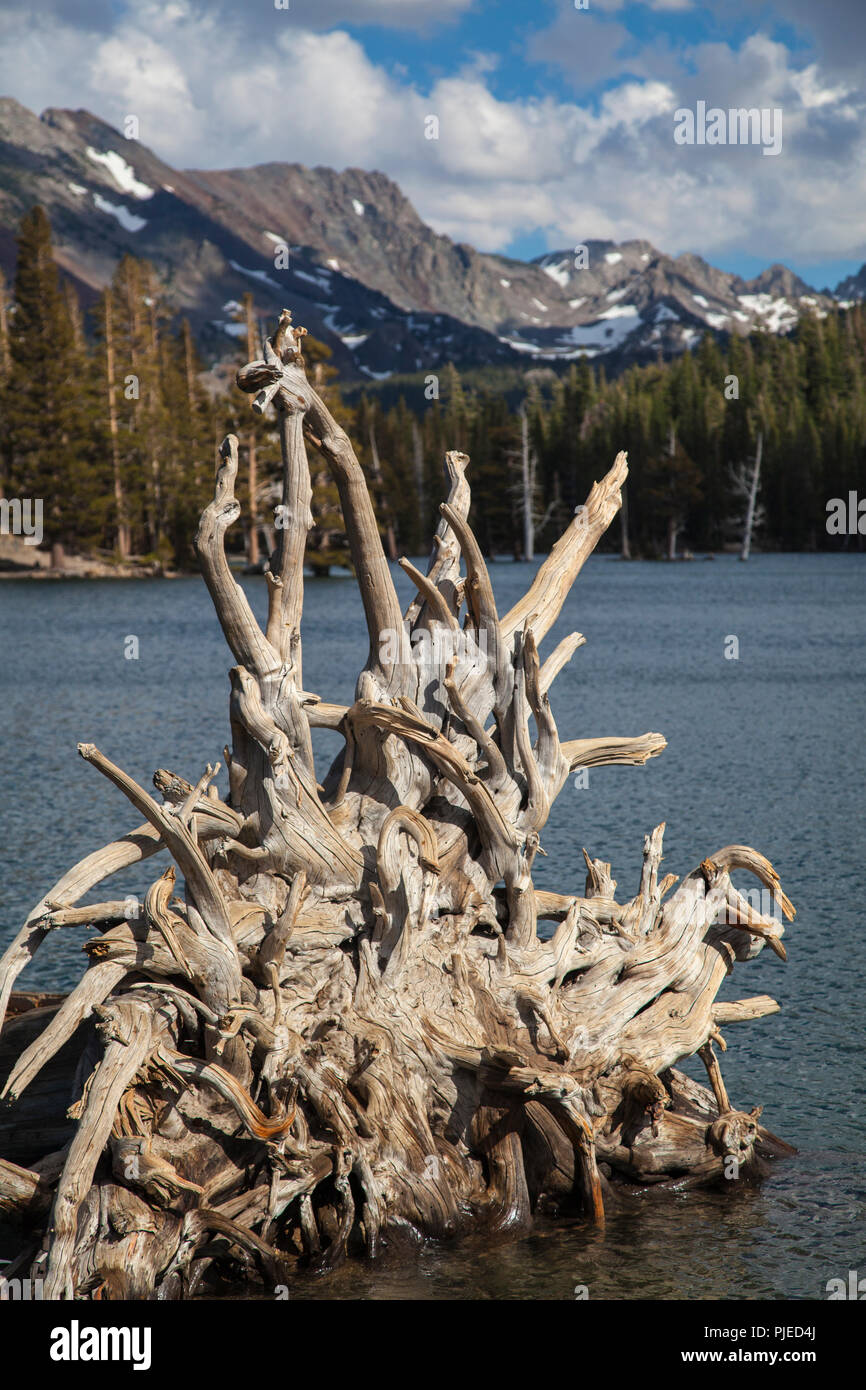 Mammoth mountain california dead tree hi-res stock photography and ...
